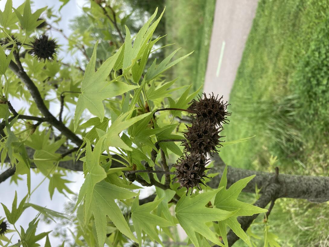 Sweetgum | CMP Tree Selection Tool